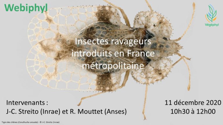 Insectes ravageurs introduits en France 2014-2020 - 11/12/2020 – Vegephyl